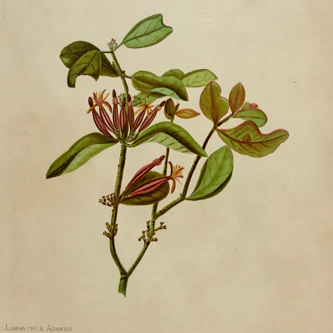 BOTANICAL ART – papergardensnz