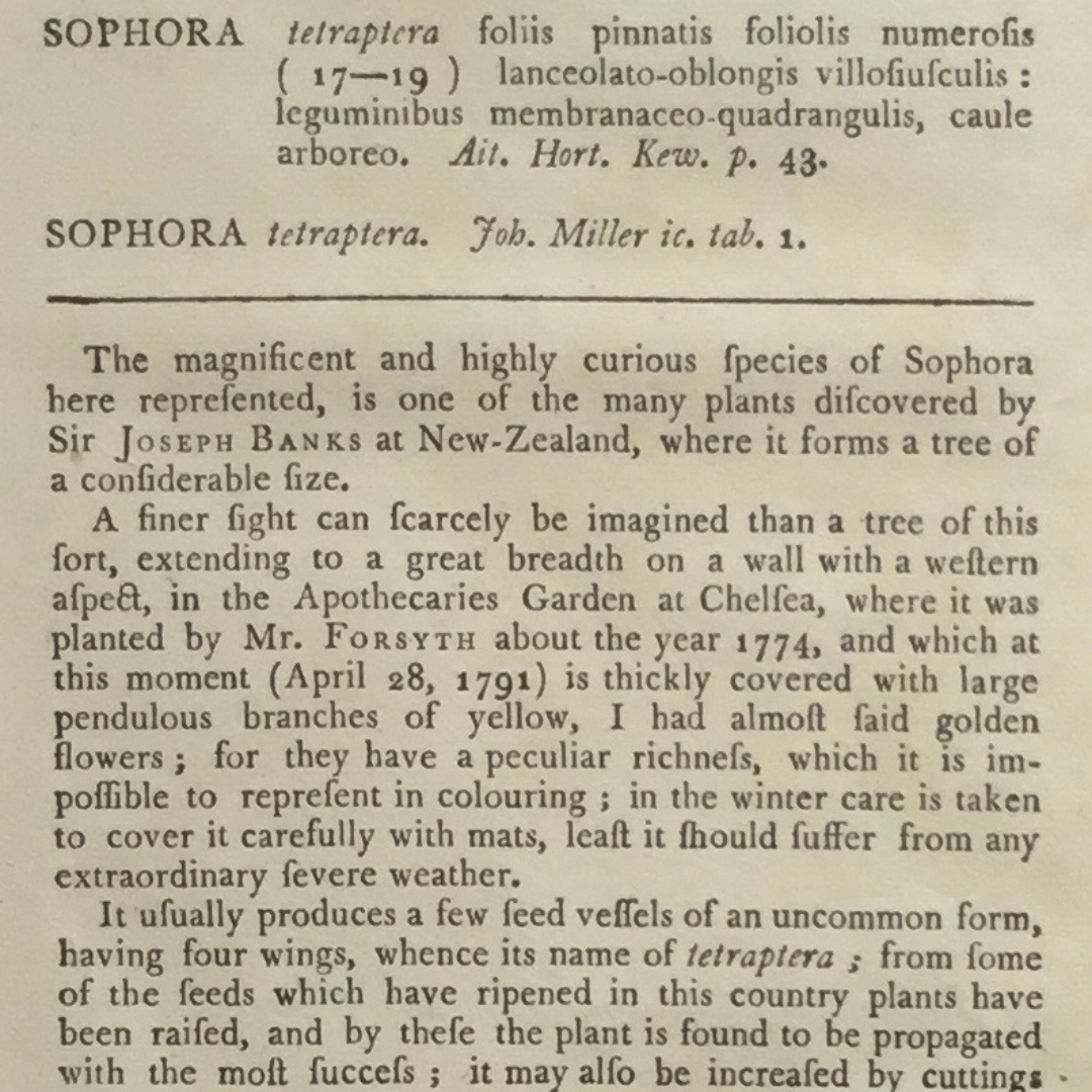 HISTORY OF BOTANY & PLANTS – papergardensnz